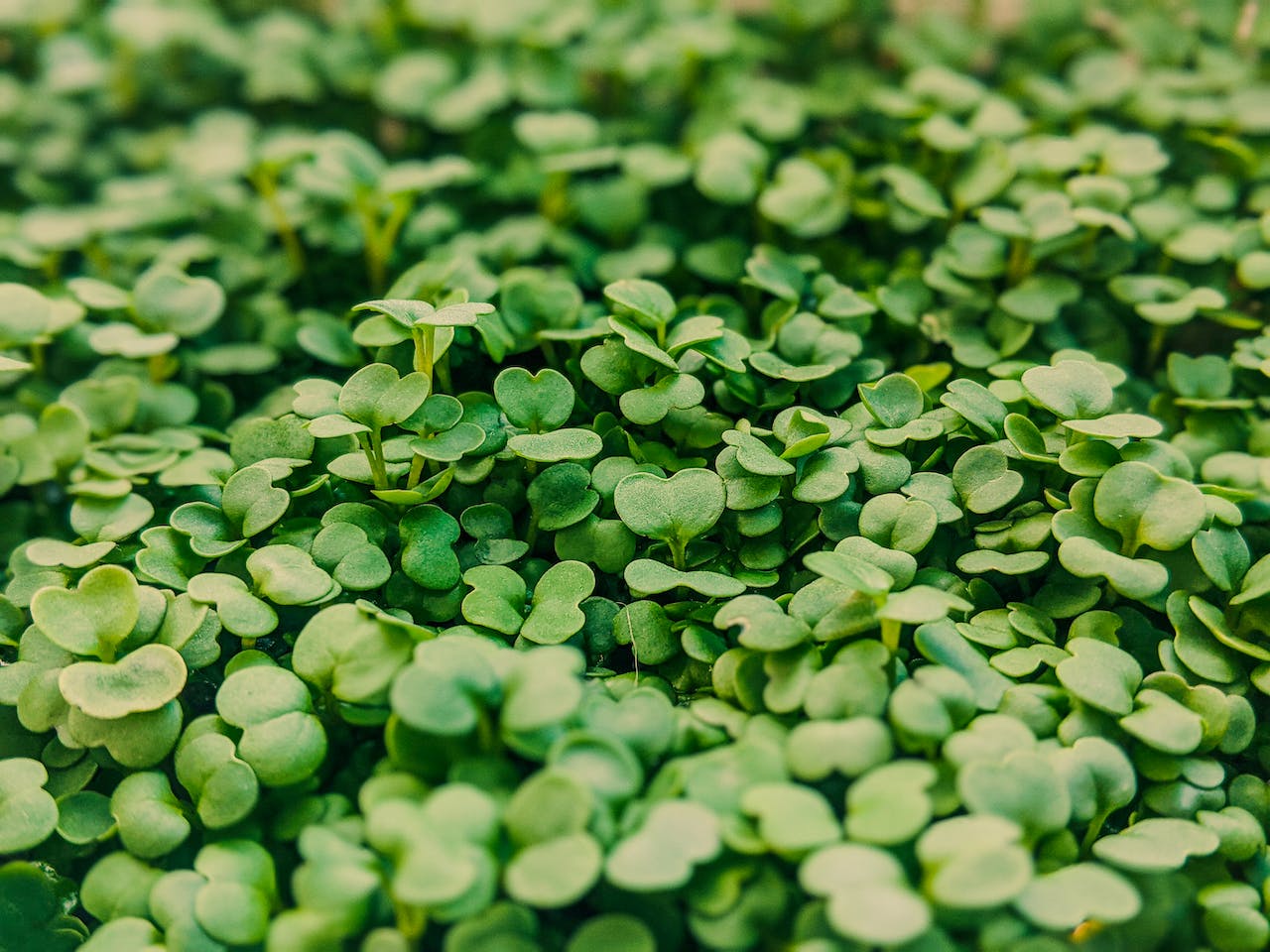 Semințe Microplante: Inovație în Agricultura Sustenabilă